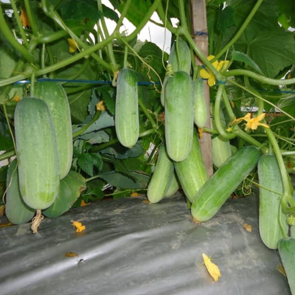 Jual Benih Timun Baby Semi F1 Hibrida Bibit Mentimun Lalap Unggul Super ...