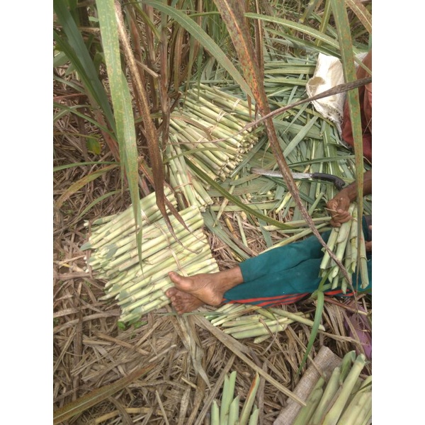 Jual TERUBUK TERUBUS TURUBUK TEBU TELUR SEGAR 1KG | Shopee Indonesia