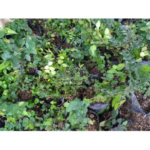 Inilah Gambar Tanaman Dolar Rambat yang Wajib Diketahui - Informasi ...