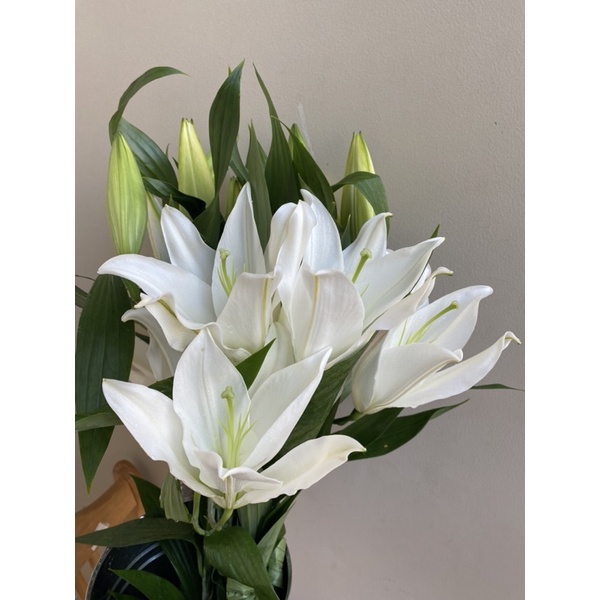 Jual white lily fresh flower bunga potong tangerang | Shopee Indonesia
