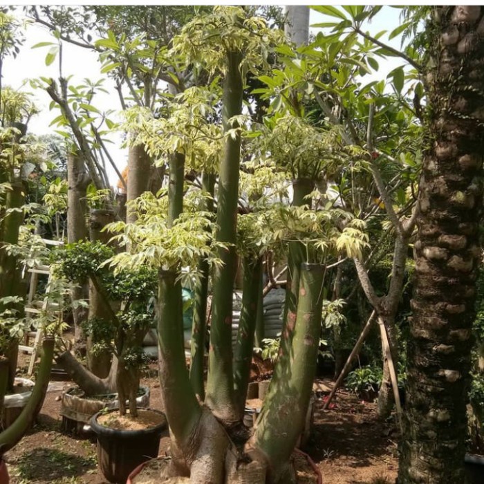 Jual BONSAI POHON KAPUK VARIGATA-POHON KAPUK PUTIH | Shopee Indonesia