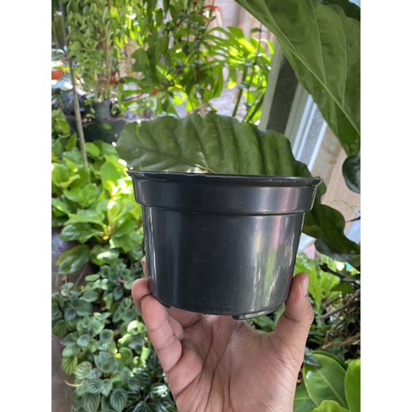 Jual Pot Plastik Hitam ukuran diameter 15 cm | Shopee Indonesia