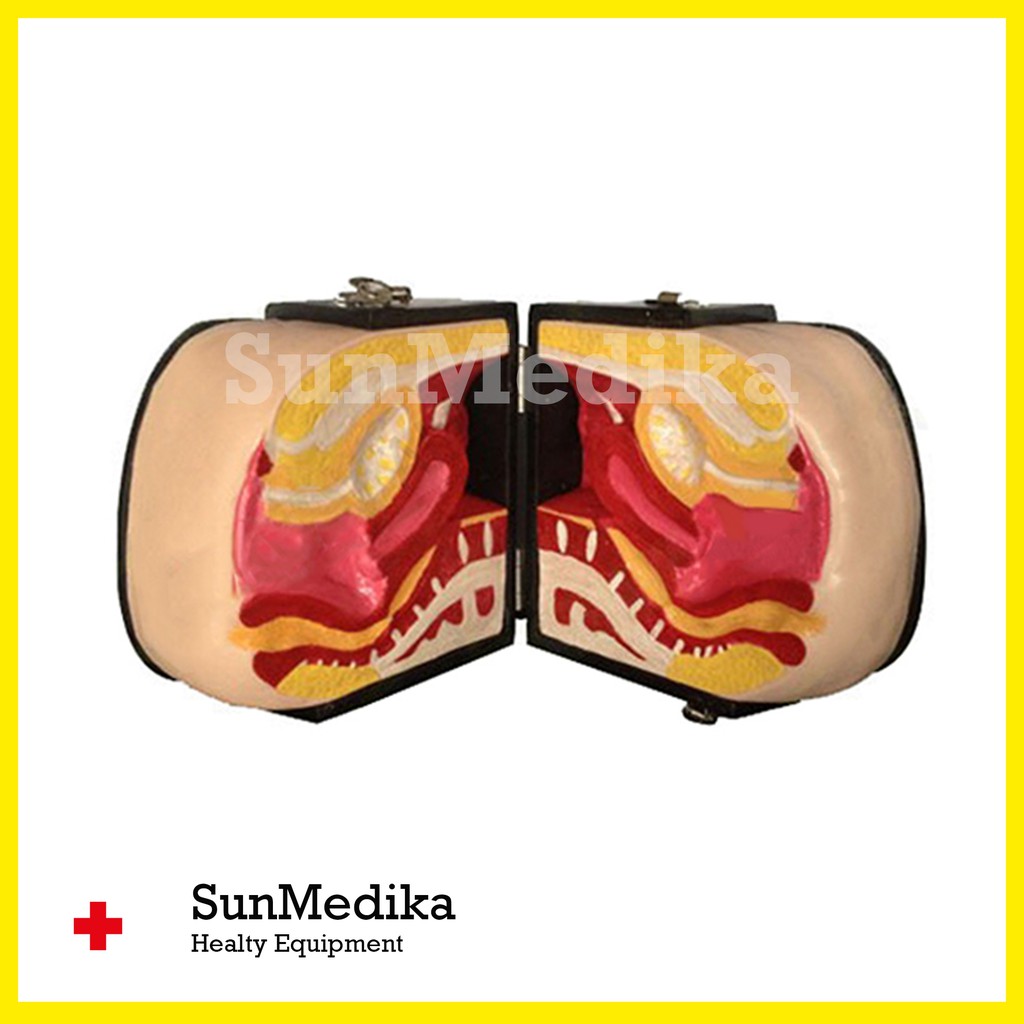 Jual Manekin IUD Training Simulator | Manikin Phantom IUD Lokal ...