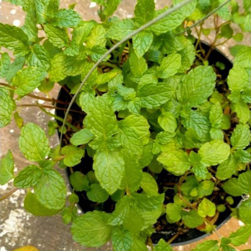 Jual Daun Mint / Pohon herbal daun mint / Tanaman herbal daun mint ...