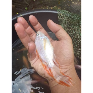 Jual ikan nila slayer( nila hias) Indonesia|Shopee Indonesia