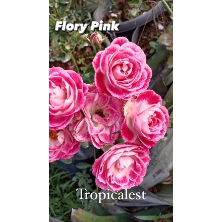 Jual Mawar Flori/Flory Lady Day (Pink Gradasi) | Shopee Indonesia