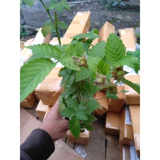 Jual Bibit Buah Raspberry Lokal - Pohon Raspberry Lokal Siap Berbuah ...
