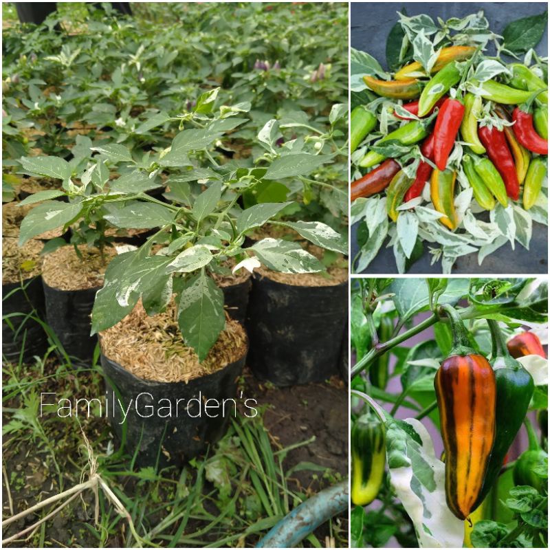 Jual Tanaman Cabai Variegata / Cabe / Lombok / Fish Pepper | Shopee ...