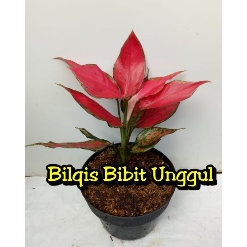 Jual bunga aglonema red Ruby Garuda/red Rubi garuda super | Shopee ...