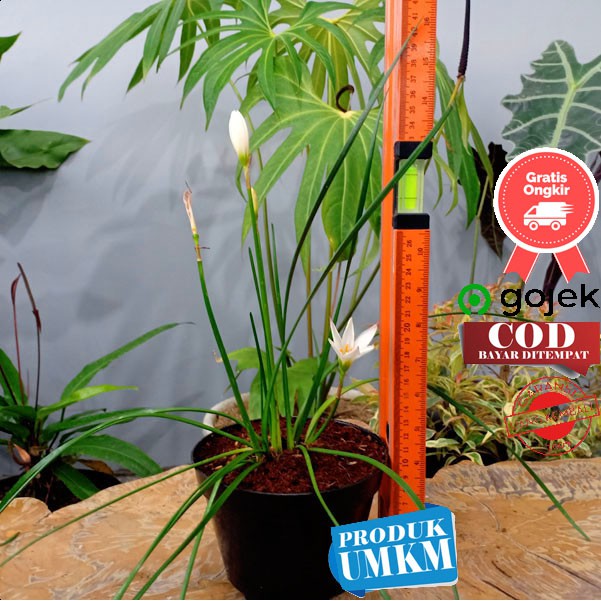 Jual Tanaman hias wangi Rain lily bunga putih - Zephyranthes candida ...