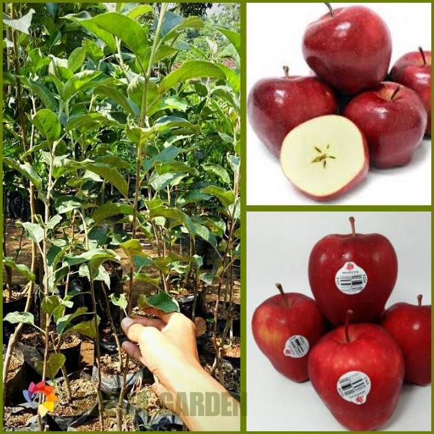 C@Ri Bibit Tanaman Buah Apel Red Delicious - Red Usa | Shopee Indonesia