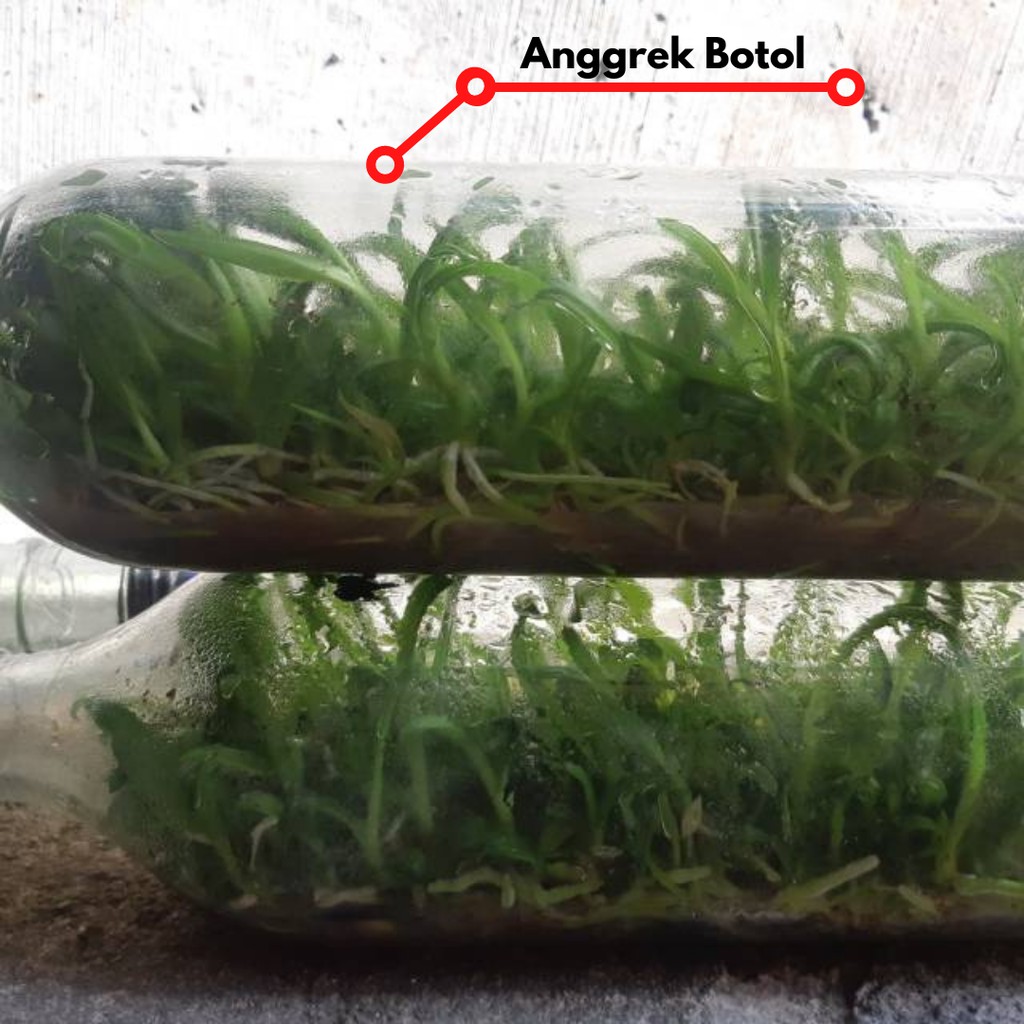 Jual Bibit Tanaman Anggrek Botol ( Vanda - Cattleya - Dendrobium ...