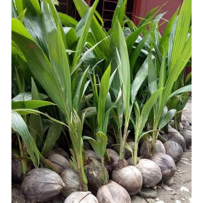 Jual bibit kelapa genjah entok(super genjahnya) Indonesia|Shopee Indonesia