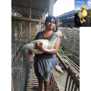 Jual TELUR FERTIL MENTOK/ENTOK JUMBO LEHER PANJANG ASLI BLITAR | Shopee ...