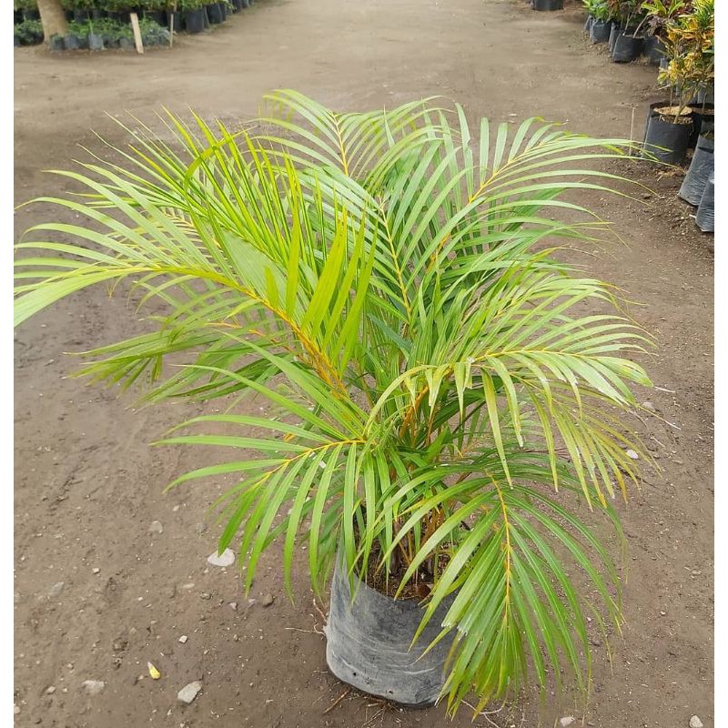 Jual bibit tanaman hias palm kuning - palm kuning - palem kuning ...