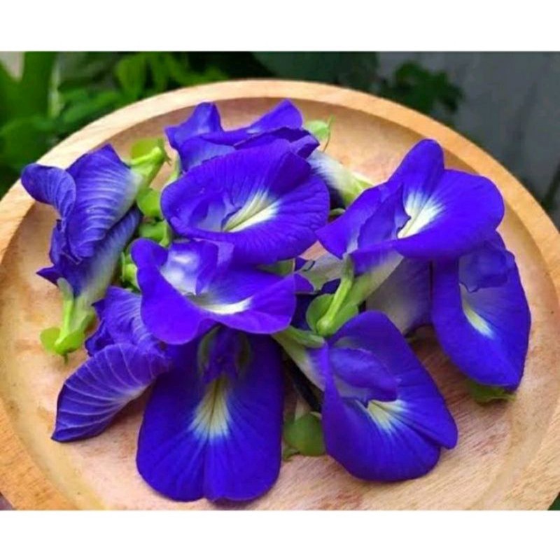 Jual Bunga Telang Segar Biru Per Bunga Telang Ungu / Butterfly pea ...