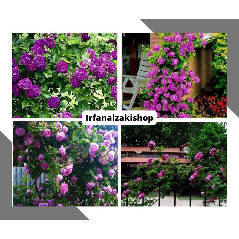 Jual Benih MAWAR CLIMBING ROSE Purple Rambat rose biji bunga | Shopee ...