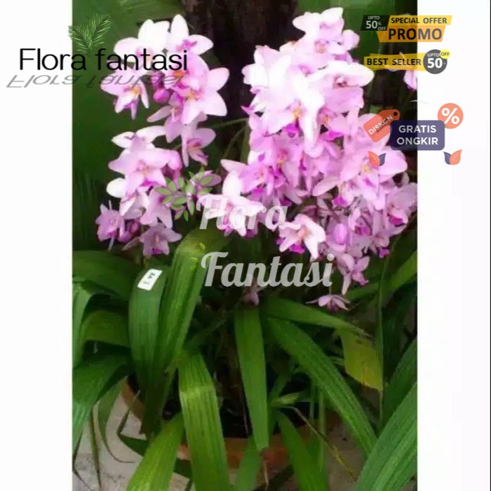 Jual tanaman Hias anggerk tanah bunga ungu putih / BUNGA ANGGREK HIDUP ...