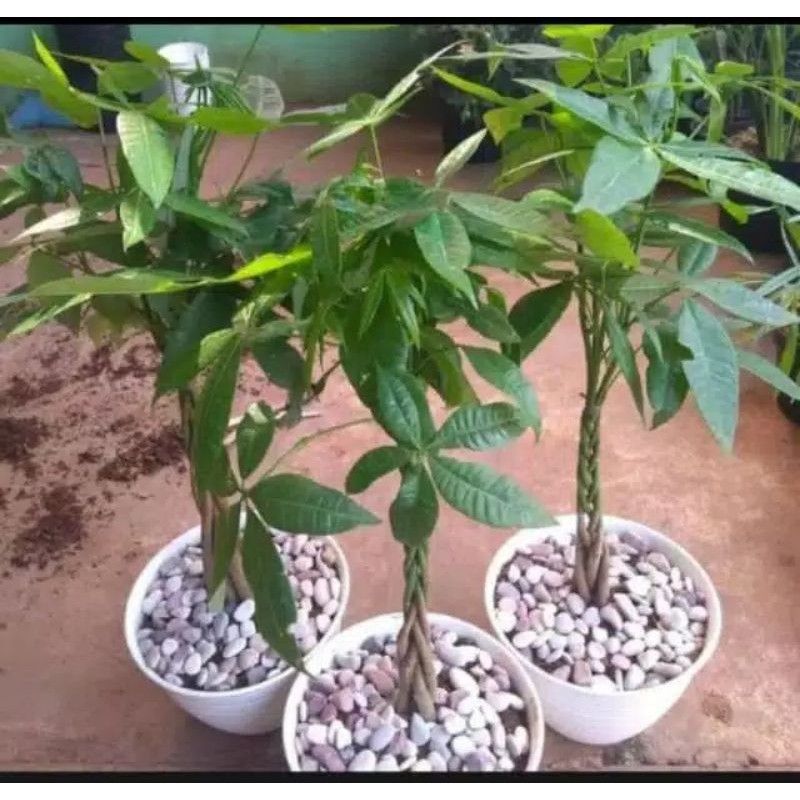 Jual pohon pacira kepang /tanaman hias | Shopee Indonesia