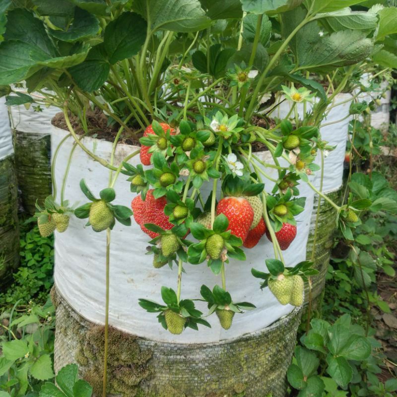 Jual Paket 10 Batang/pot bibit strawberry jepang sagahonokaa jumbo ...