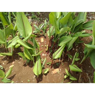 Jual Daun Temu Putih~Bibit tanaman Temu putih~Curcuma Zedoria~Minimal ...