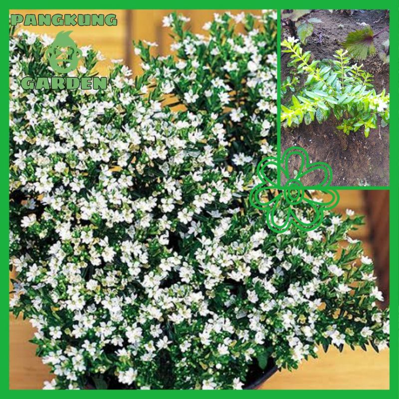 Jual Tanaman Hias Taiwan Beauty Putih | Cuphea Hyssopifolia | Shopee ...