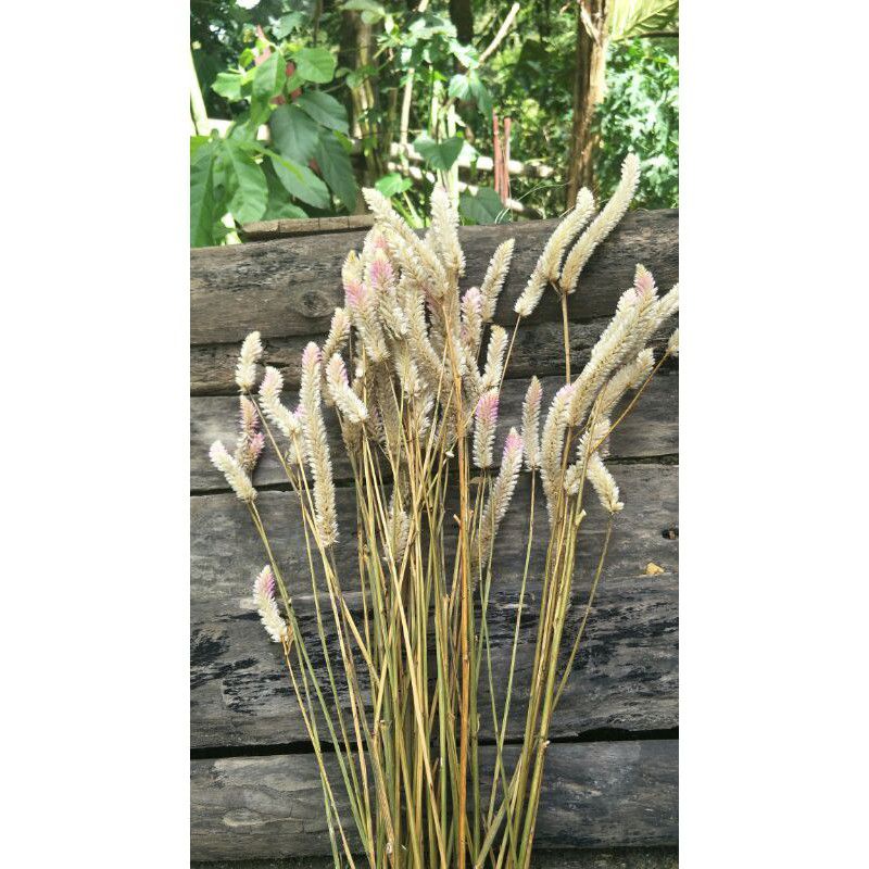 Jual BUNGA BOROCO KERING WARNA NATURAL PERTANGKAI | Shopee Indonesia