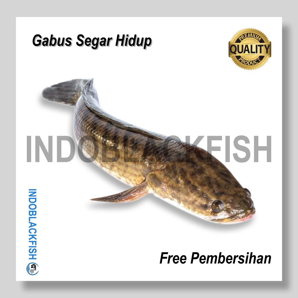 Jual Ikan Gabus Kutuk Segar Hidup Obat Alami Penyembuh Luka Dalam ...