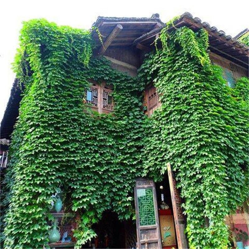 Jual Benih Bibit Biji Pohon Maple Climbing Boston Ivy Grape Tumbuhan ...