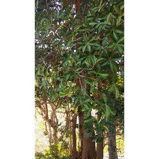 Jual babakan pule (kulit gelam pohon pule)masih basah baru 1kg ...