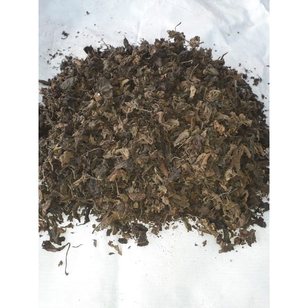 Jual Daun bangun bangun/torbangun/tanaman obat/tanaman herbal/Asi ...