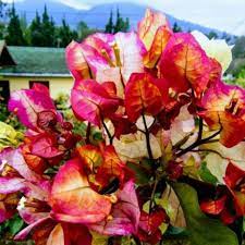 Jual Bibit Tanaman Hias Bunga Kertas Bougenville Citra India Cantik