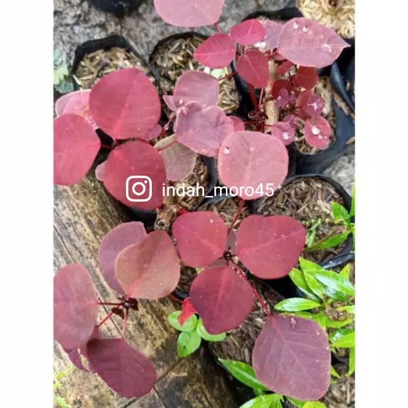 Jual Tanaman Hias Euphorbia cotinifolia Semak Merah Tanaman Pagar ...