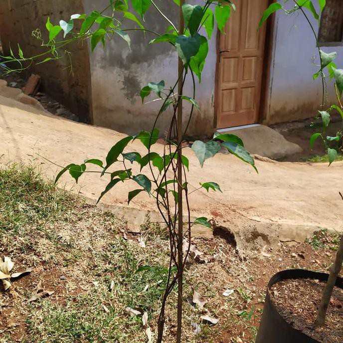 Jual Tanaman Flame Vine, Tanaman Merambat Flame Vine, Bunga Jalaran Api ...