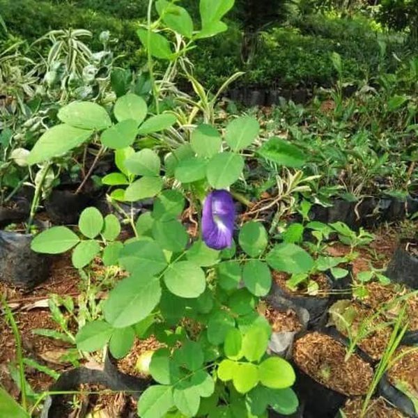 Jual tanaman rambat kembang Telang bunga Teleng tanaman obat herbal ...