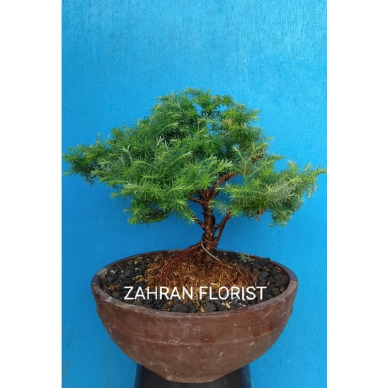 Jual bonsai cemara embun(bahan bonsai) | Shopee Indonesia