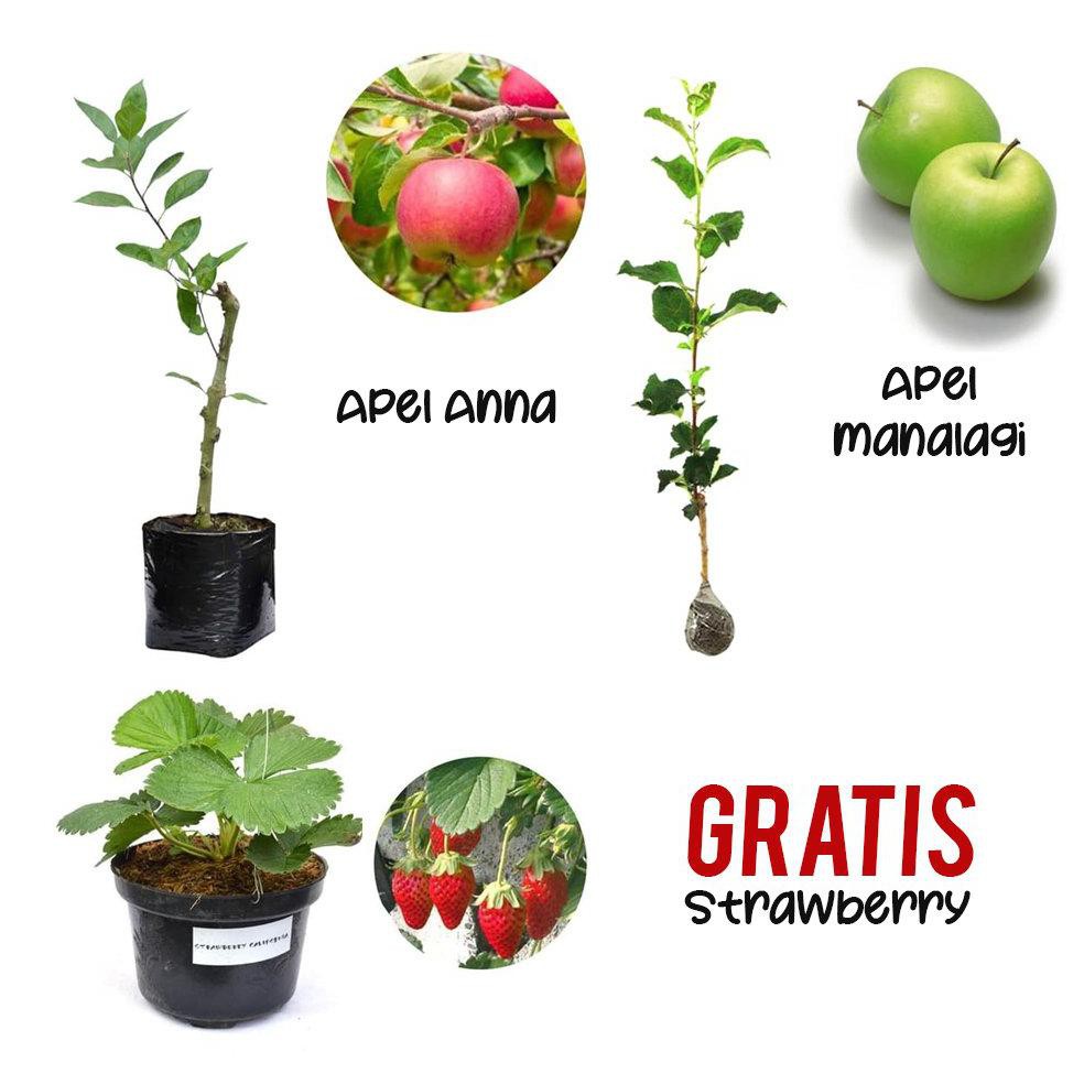 Jual Paket Tanaman Buah Apel Anna dan Apel Manalagi uk> | Shopee Indonesia