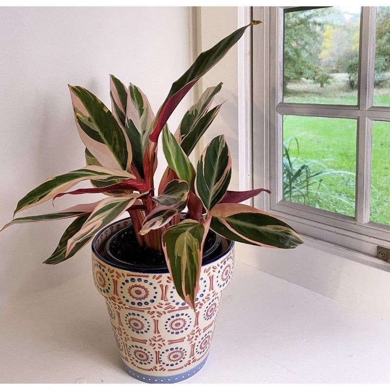 Jual Tanaman Hias hidup Calathea Meranti Bali Rimbun - Tanaman Hias ... Jual Tanaman Hias hidup Calathea Meranti Bali Rimbun - Tanaman Hias ...