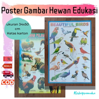 Jual Poster Gambar Hewan Edukasi Anak Paket Belajar Mengenal Binatang ...