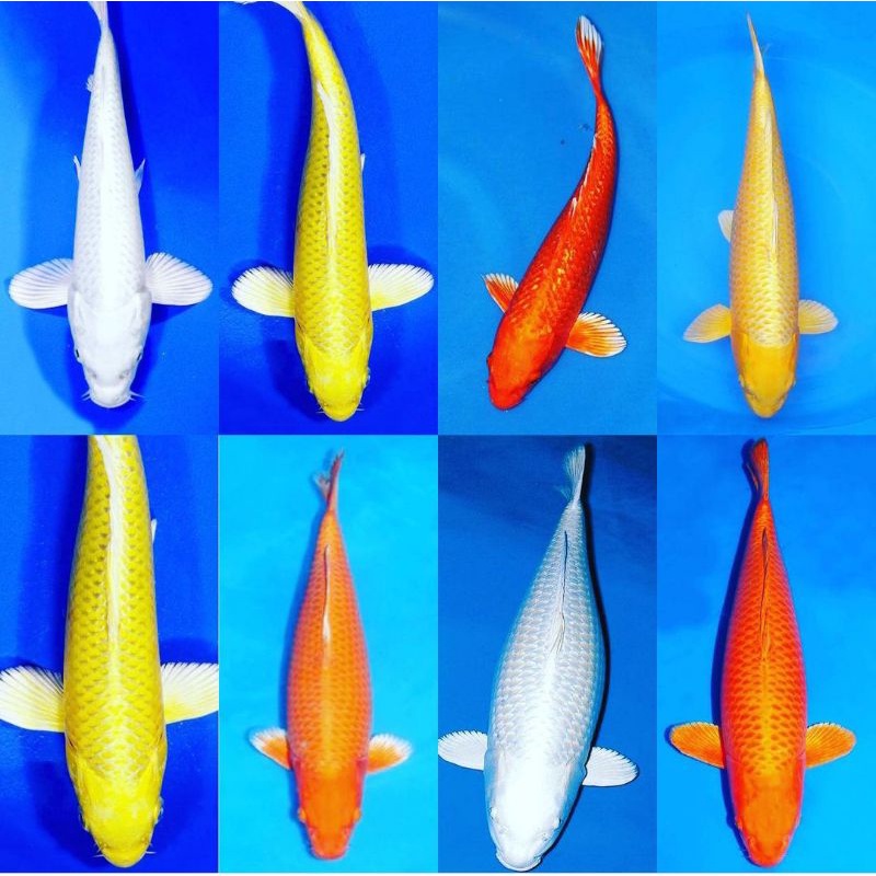 Jual polosan koi untuk hiasan kolam & aquarium | Shopee Indonesia