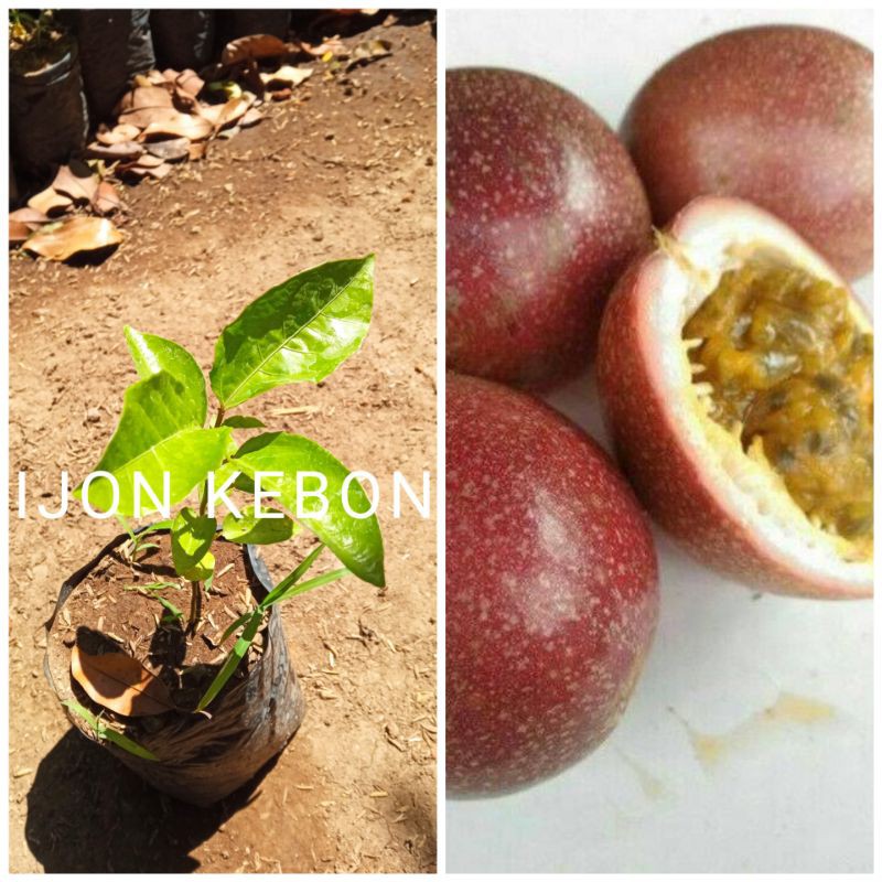 Jual bibit buah markisa merah semai biji berkualitas | Shopee Indonesia