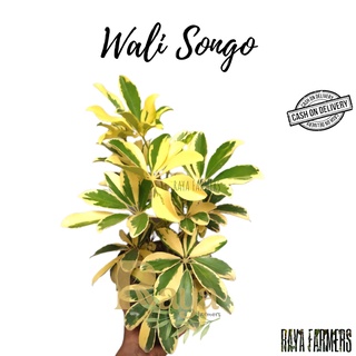 Jual TANAMAN WALI SONGO VARIGATA / WALI SONGO GOLDEN / WALISONGO ...