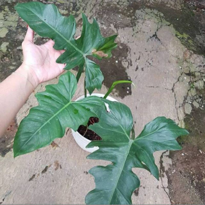 Jual pilo Dragon golden daun besar | Shopee Indonesia