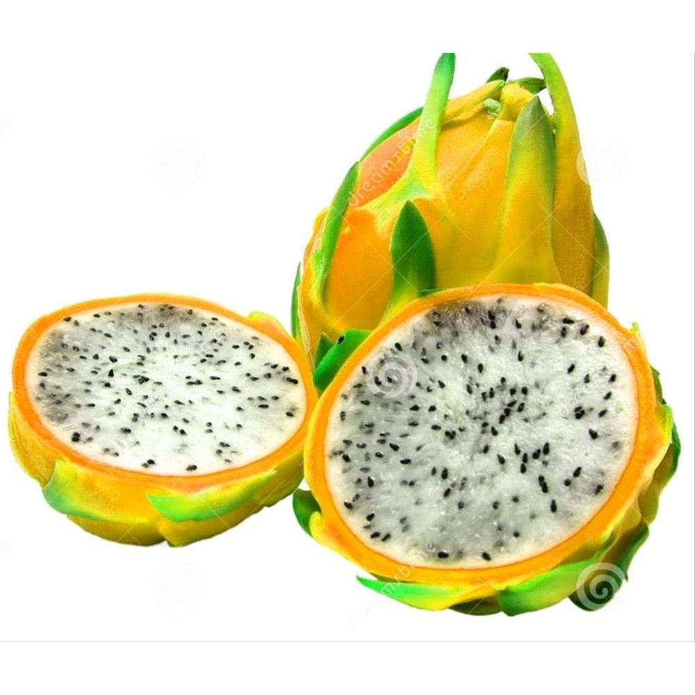 Jual NEW Biji Buah naga kuning super isi 30 biji | SULTANFARMER337 ...