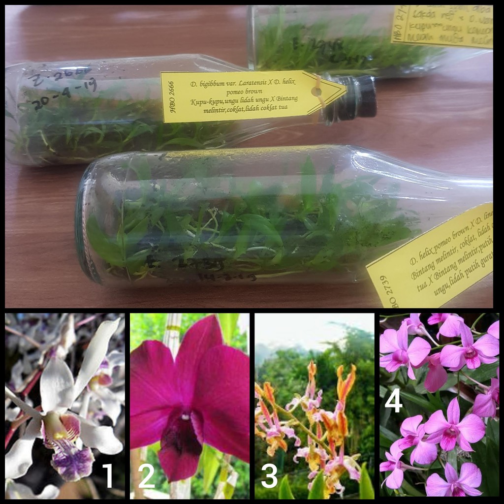 Jual Bibit Anggrek Dalam Botol - Dendrobium Hibrida Siap Aklim 2 ...