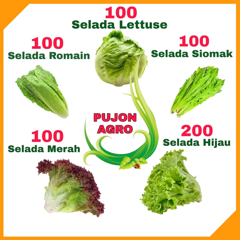 Jual Paket Benih Selada Jenis 30 Hari Panen Kemasan Ekonomis Selada ...