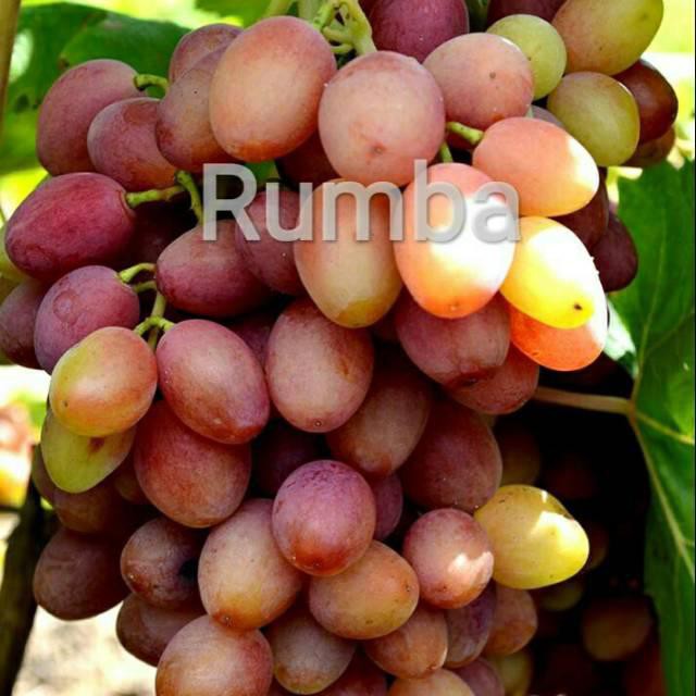 Jual BIBIT ANGGUR IMPORT RUMBA (asli grafting) | Shopee Indonesia
