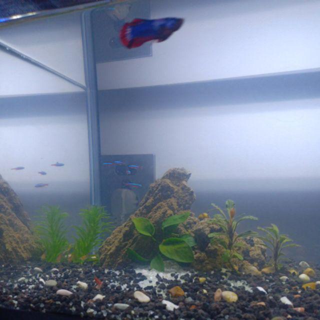 Ikan Hias Kardinal Cardinal Tetra Aquarium Aquascape Garansi Hidup ...