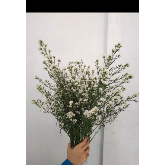 Jual Bunga pikok potong fresh warna putih per ikat isi 15 sampai 30 ...