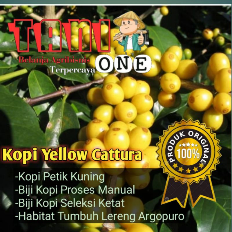 Jual Biji Kopi Kuning Yellow Cattura / Kopi Kuning /Kopi katura ...